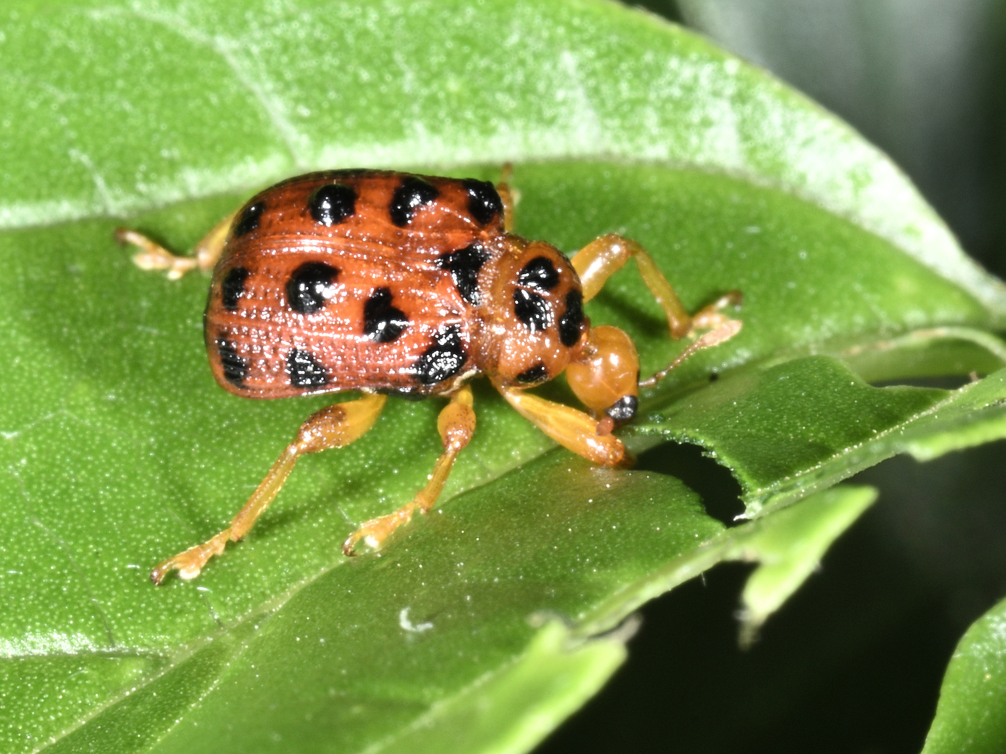 Agomadaranus pardaloides (Voss, 1924)