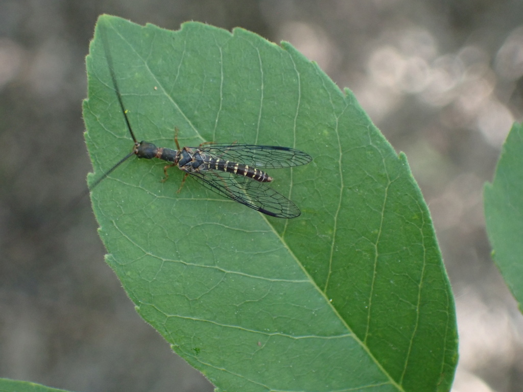 American Square-headed Snakeflies from Santa Ana River Wildlife ...