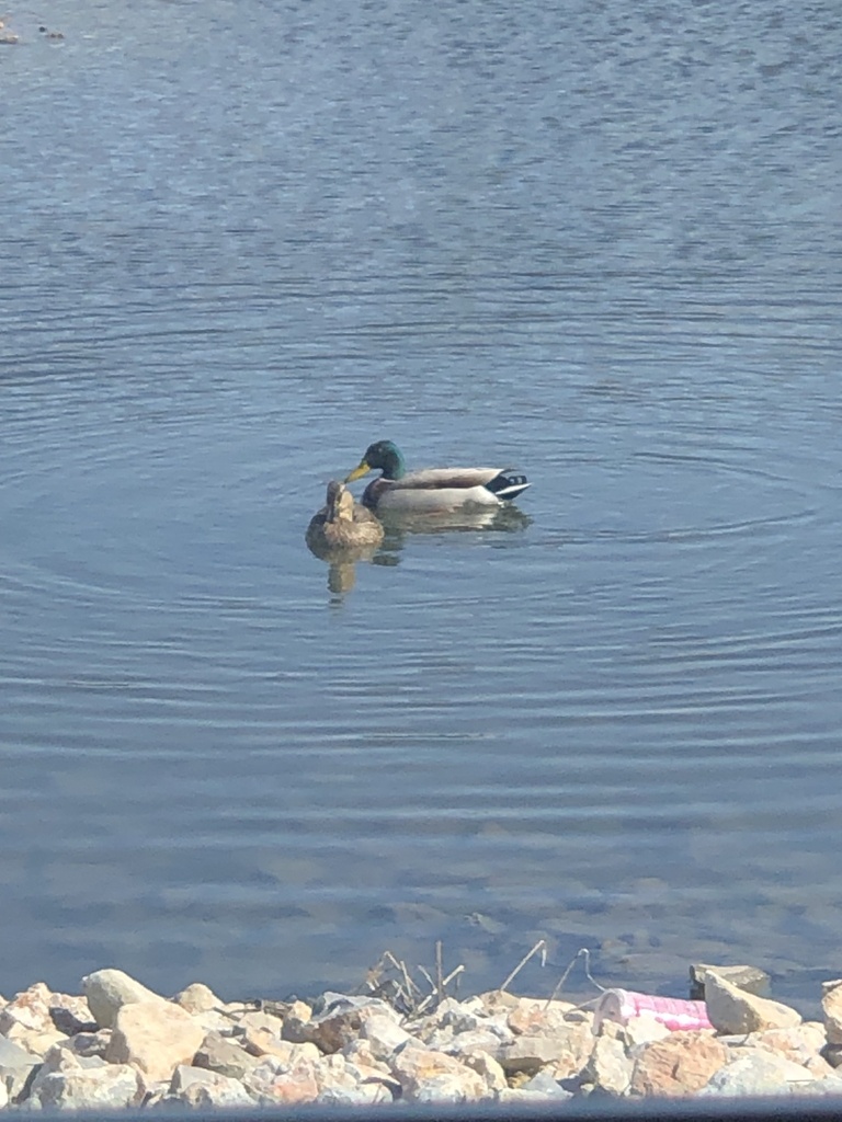 Mallard from W 400 S, Salt Lake City, UT, US on April 15, 2023 at 04:42 ...
