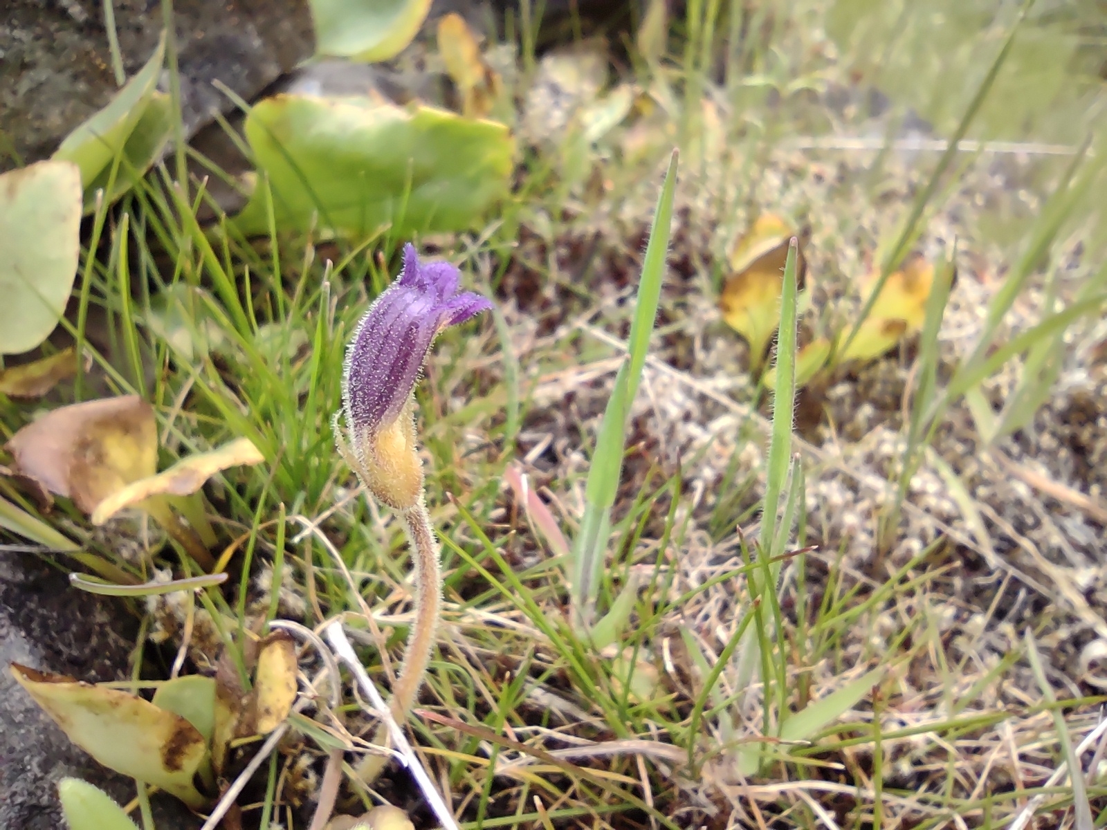 Aphyllon uniflorum (L.) Torr. & A.Gray