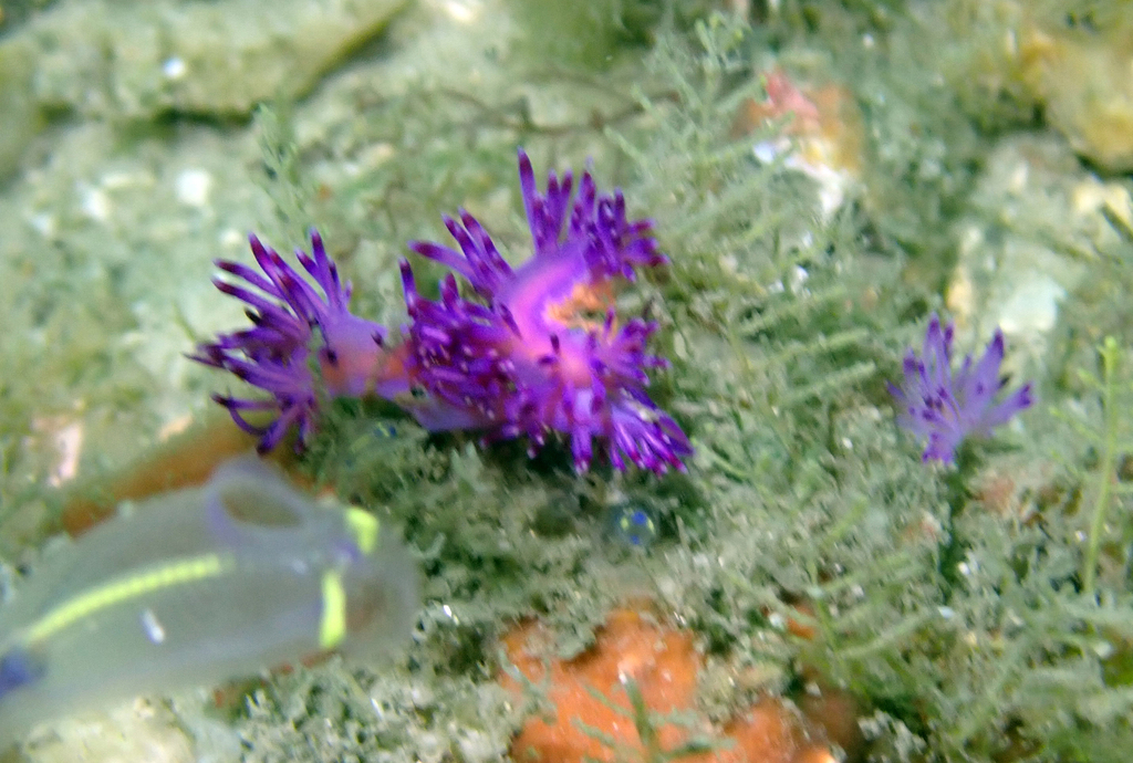 Coryphellina from Fly Point Dive on April 09, 2023 at 11:42 AM by Tony ...