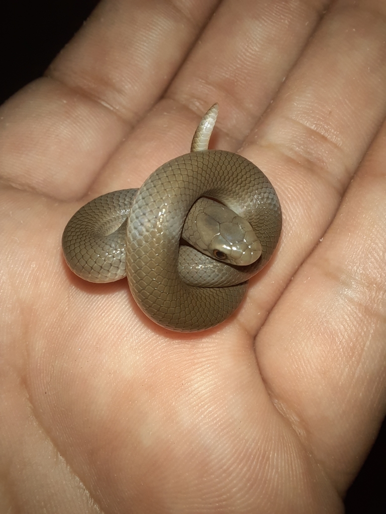 Blood Snake from Cholul, Yuc., México on April 15, 2023 at 09:36 PM by ...