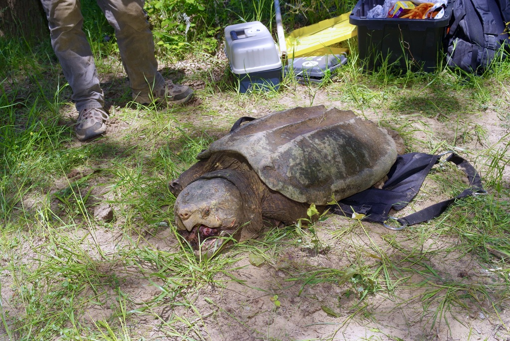 Alligator Snapping Turtle in April 2023 by Michelle. The is the largest ...