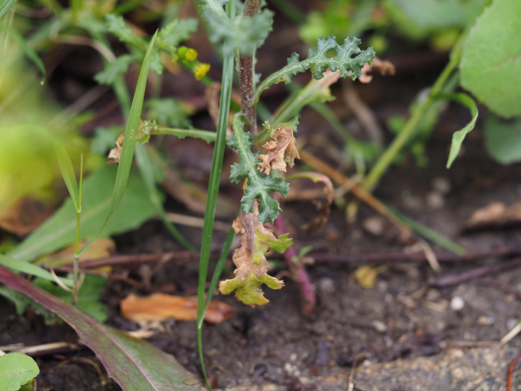 common groundsel from Alservorstadt, Wien, Österreich on April 15, 2023 ...