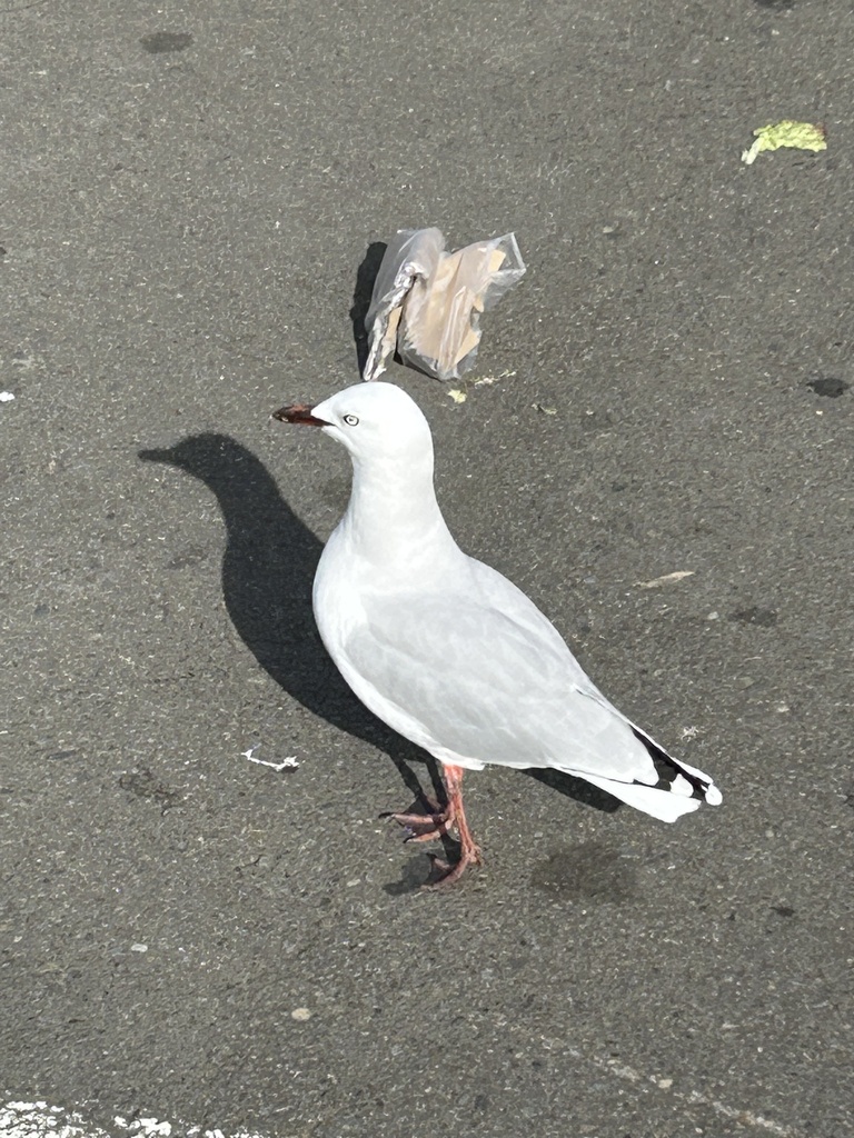 Silver Gull from Te Papa Tongarewa Museum of New Zealand, Wellington ...