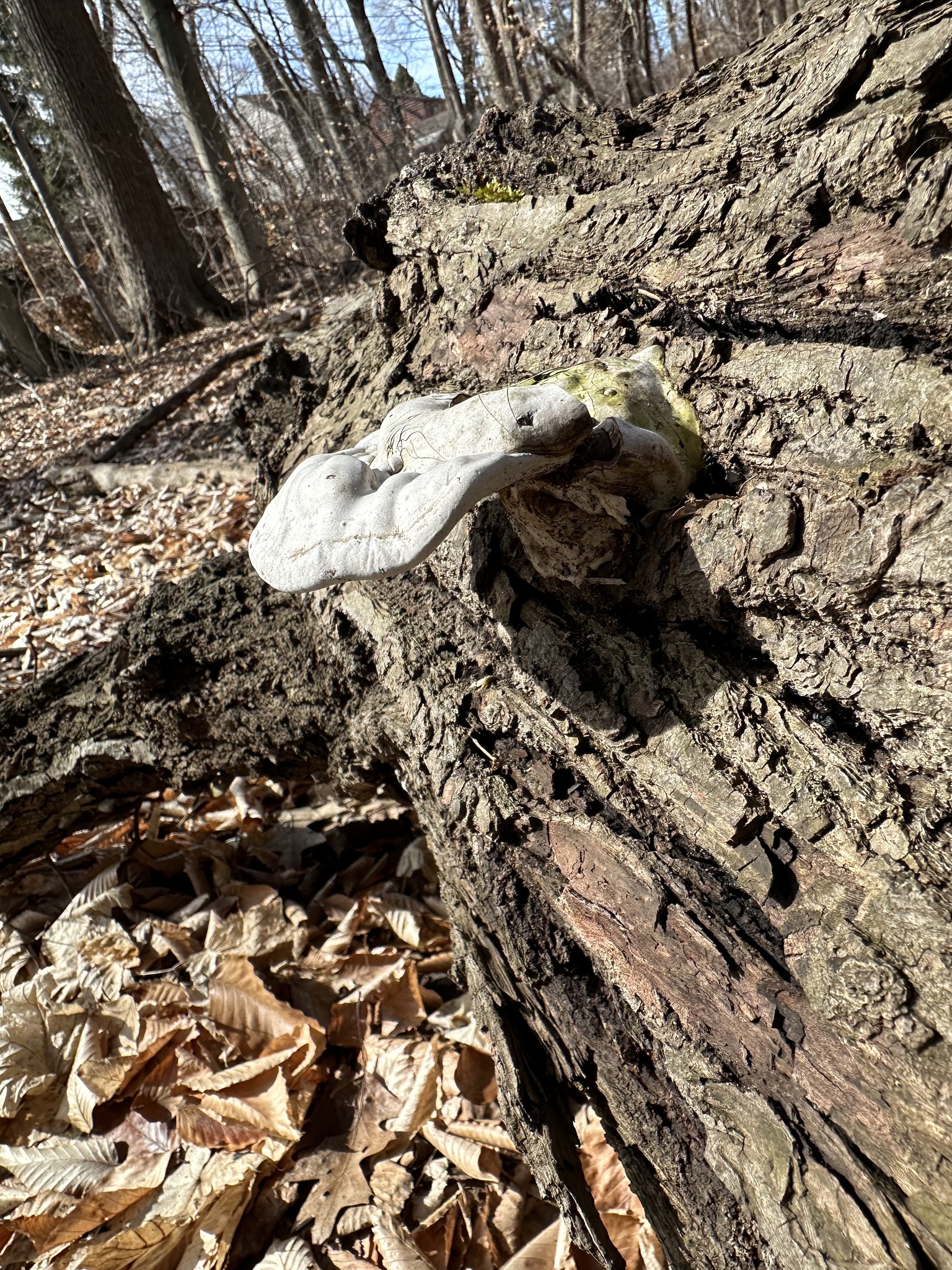 Ganoderma megaloma (Lév.) Bres.