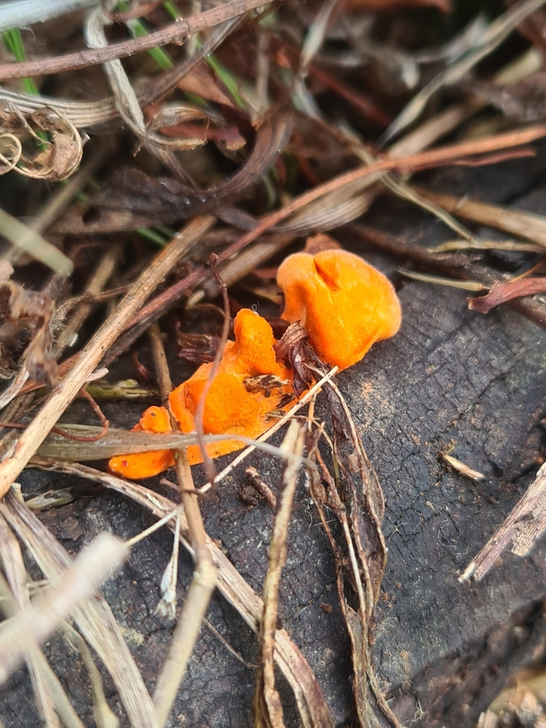 Southern Cinnabar Polypore from Jerangle NSW 2630, Australia on April ...