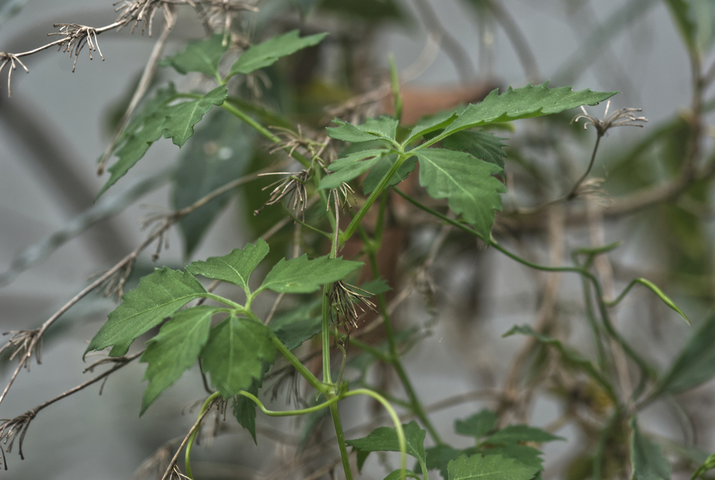 Slender Grape from Lake Macquarie, NSW, Australia on April 16, 2023 at ...
