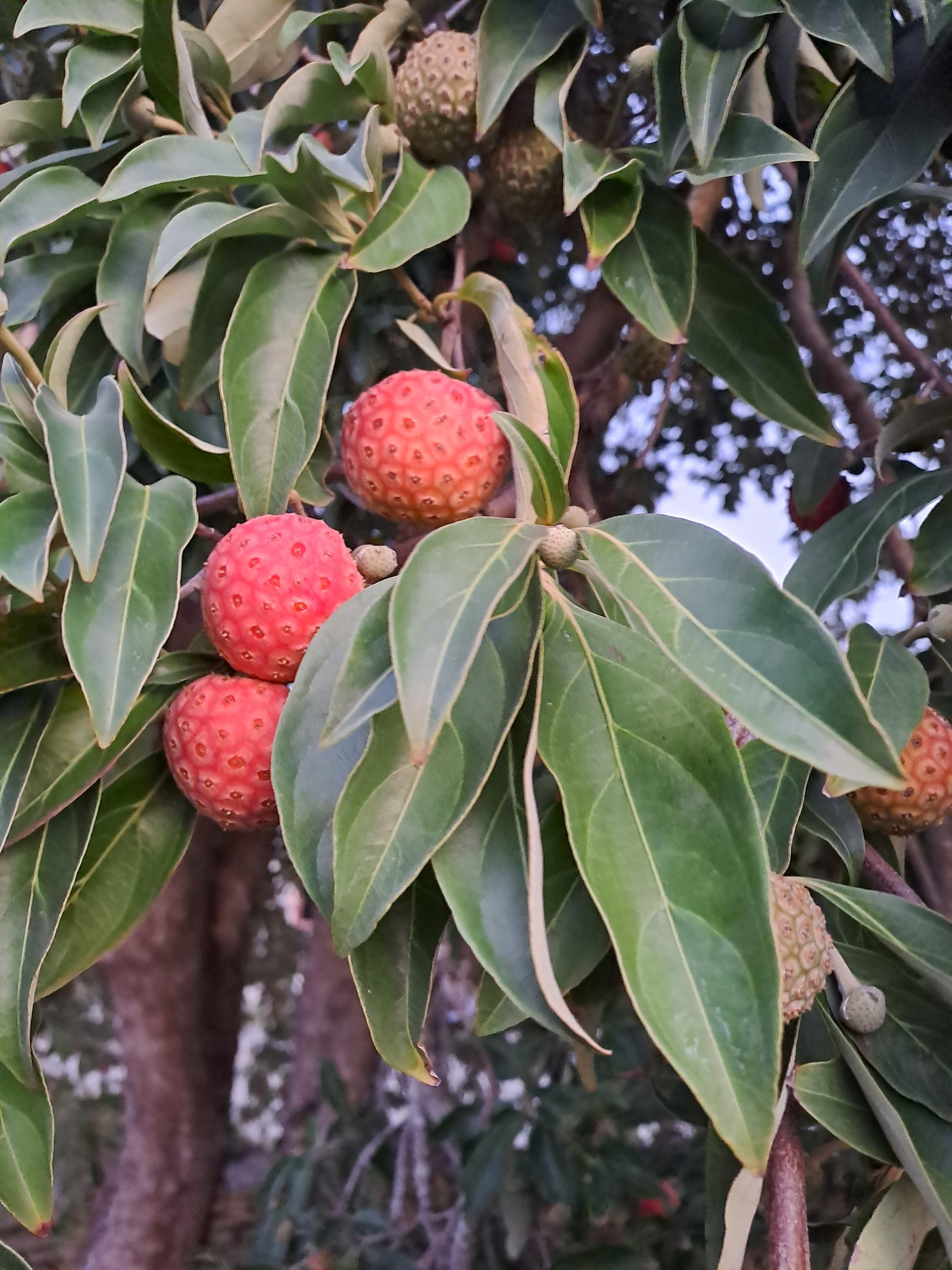 Cornus capitata Wall.