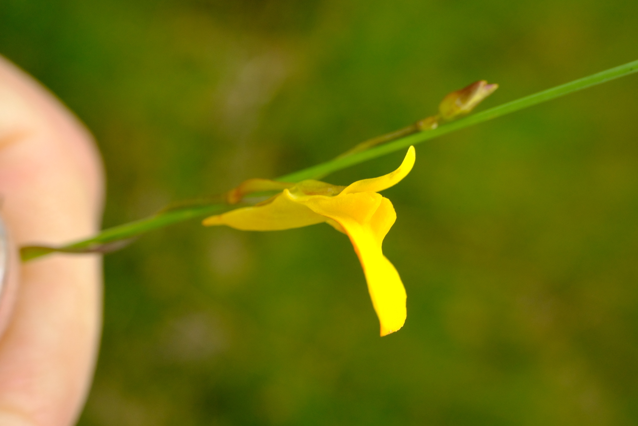 Utricularia prehensilis E.Mey.