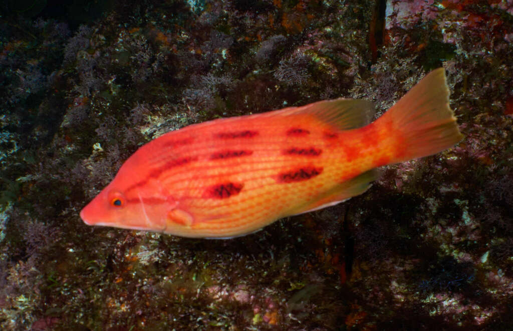 Eastern Pigfish from Poor Knights, Northland, New Zealand on March 23 ...