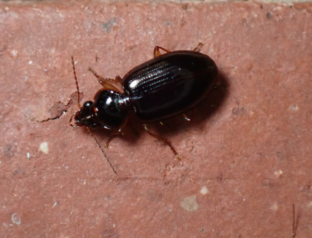 Platynini from Seymour VIC 3660, Australia on April 14, 2023 at 10:21 ...