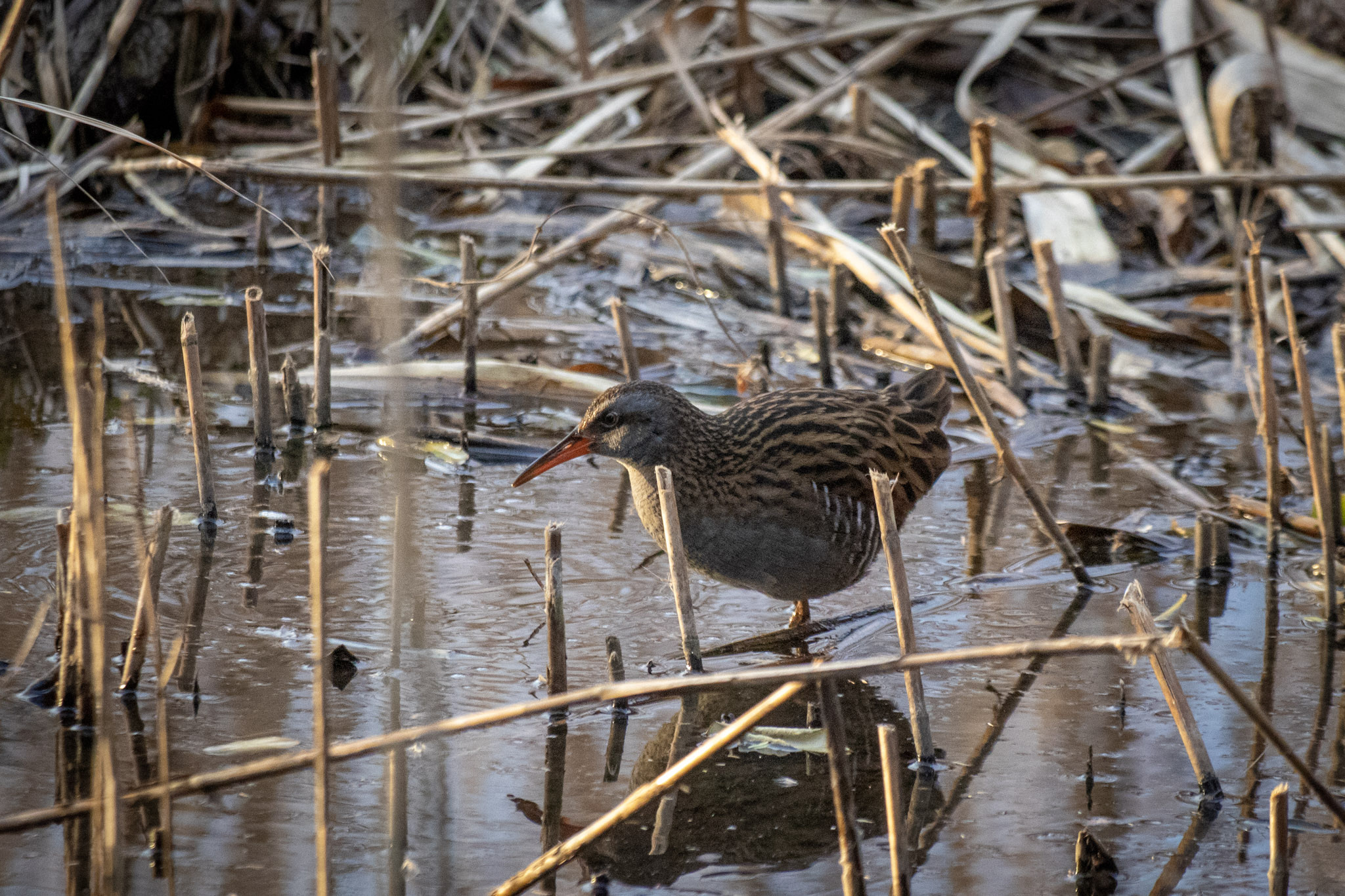 Rallus indicus Blyth, 1849