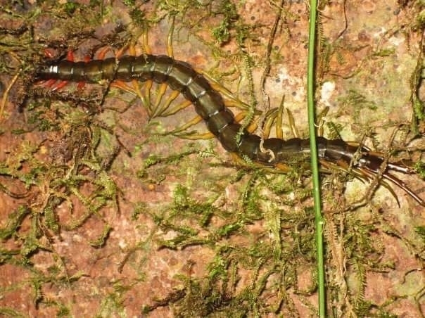 Pacific Giant Centipede from Marudi, Sarawak, Malaysia on May 20, 2009 ...