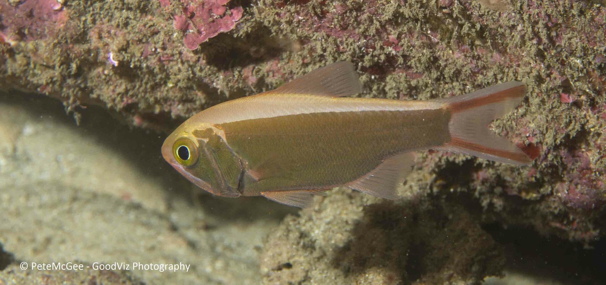 Optivus Whitley, 1947