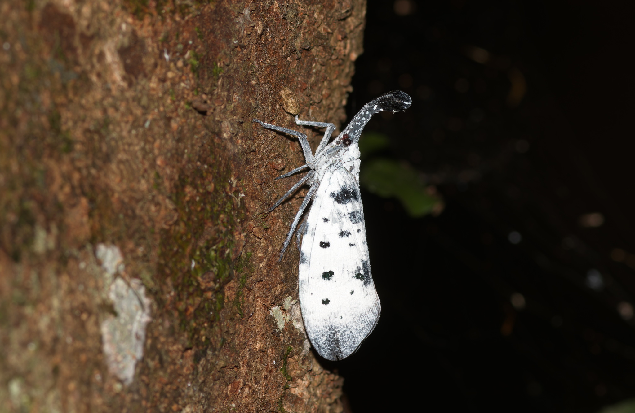 Pyrops clavatus (Westwood, 1839)