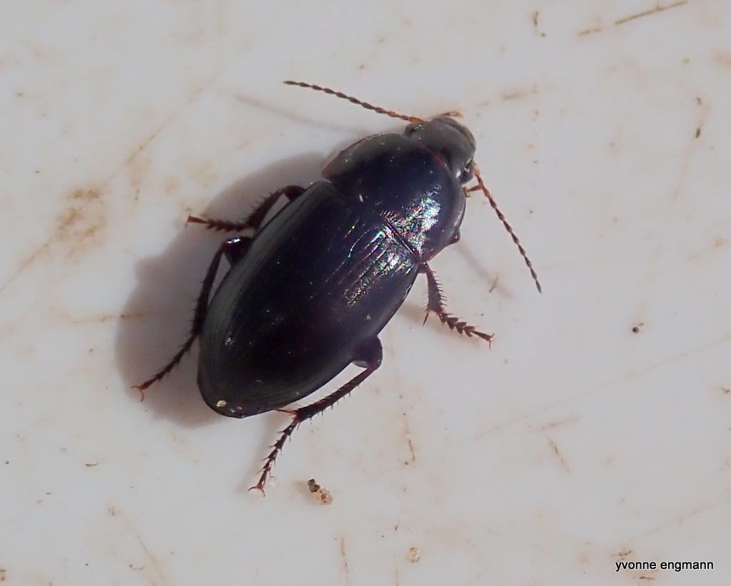 Calathus fuscipes from 4700 Næstved, Danmark on April 13, 2023 at 11:51 ...