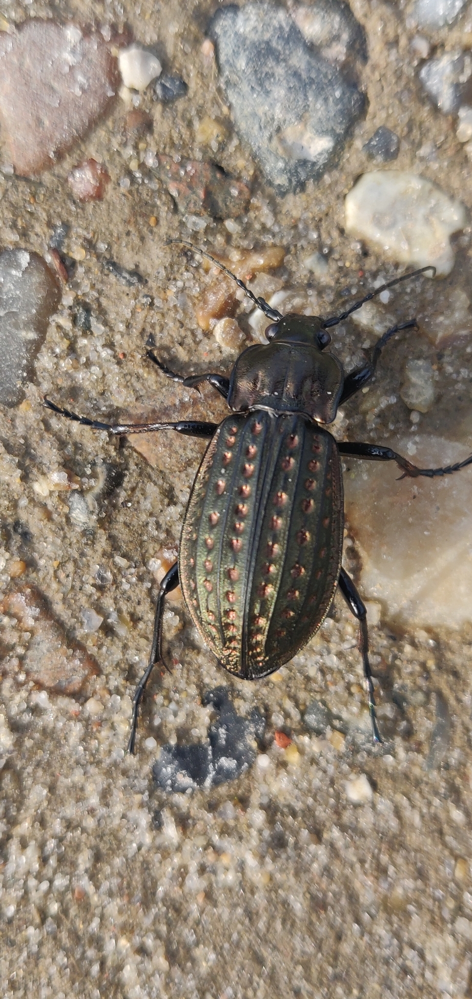 Carabus clatratus Linnaeus, 1760
