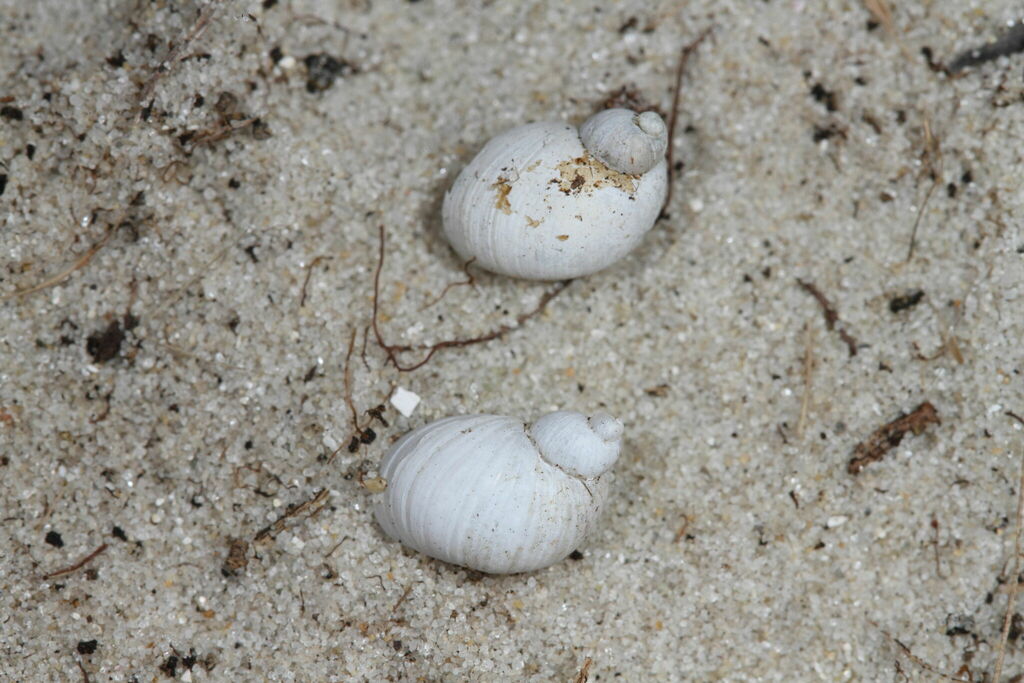 Succinea archeyi in April 2023 by ollyball. Sand dunes under COPace and ...