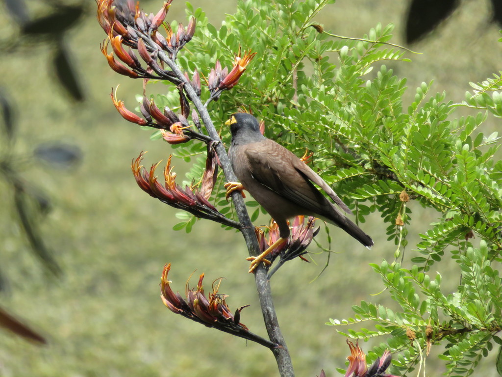 Common Indian Myna from Takapuna on November 21, 2015 by Katy Johns ...