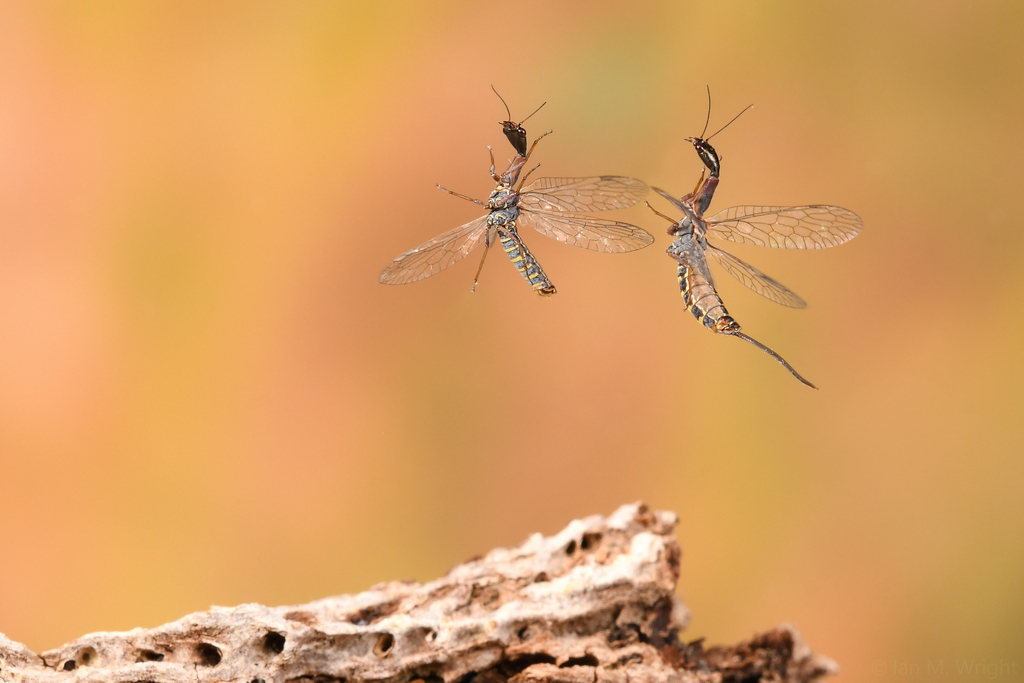 Common Snakeflies from Downtown Riverside, Riverside, CA, USA on April ...