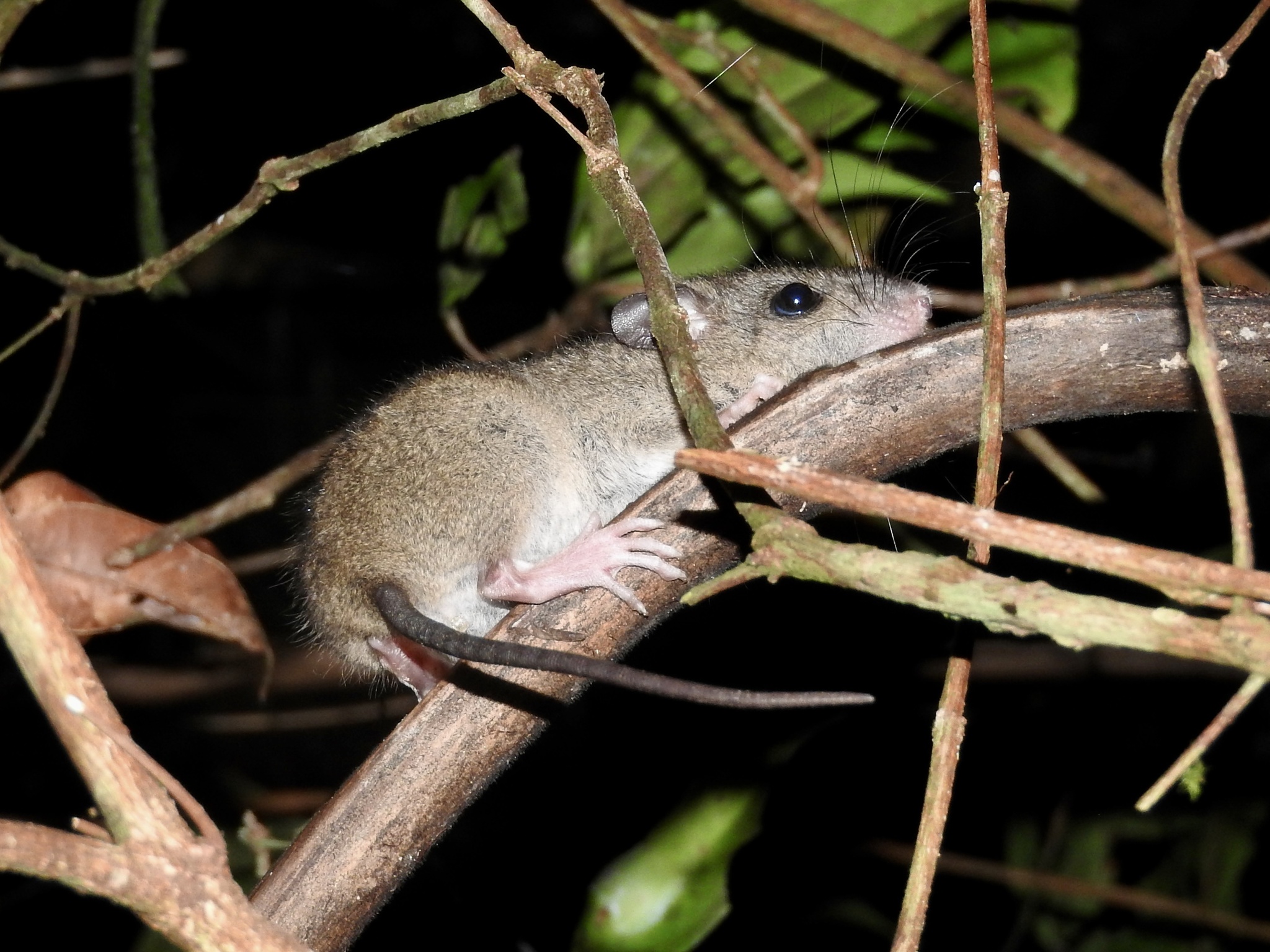 Melomys cervinipes (Gould, 1852)