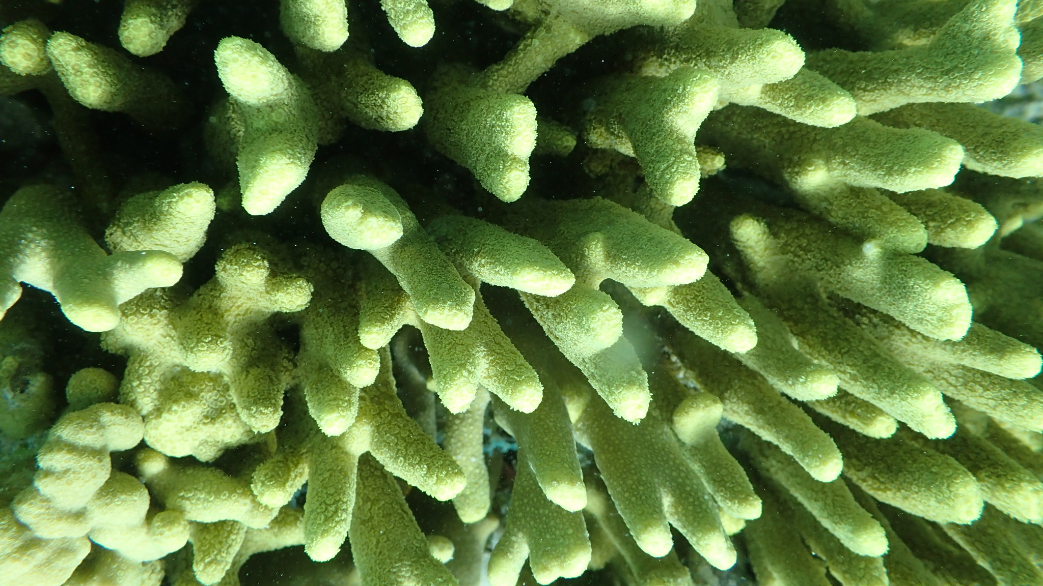 Porites cylindrica Dana, 1846