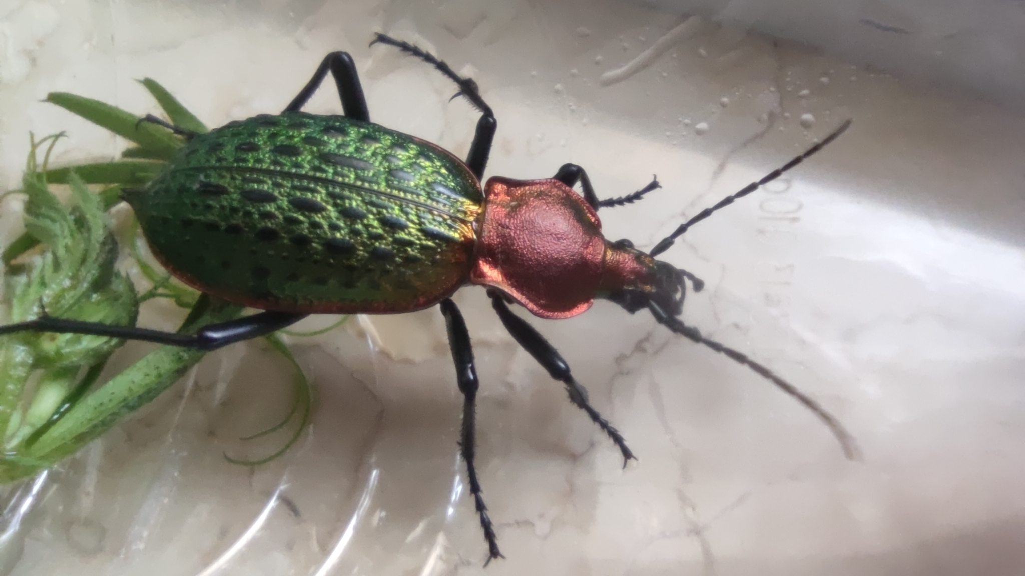 Carabus lafossei Feisthamel, 1845