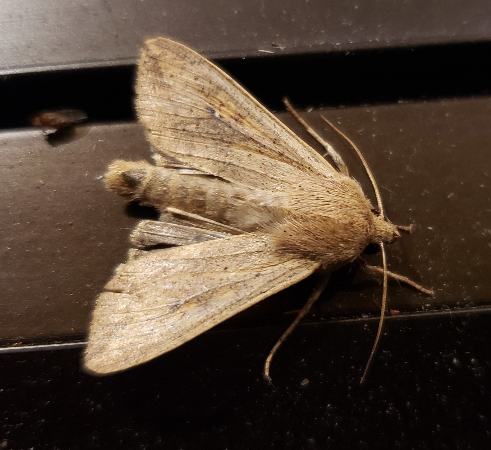 Mythimna separata (Walker, 1865)