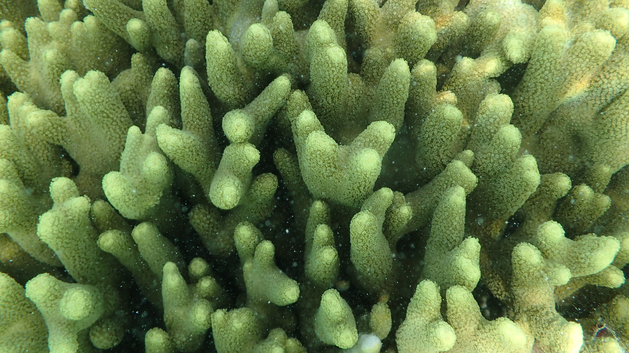 Porites cylindrica Dana, 1846