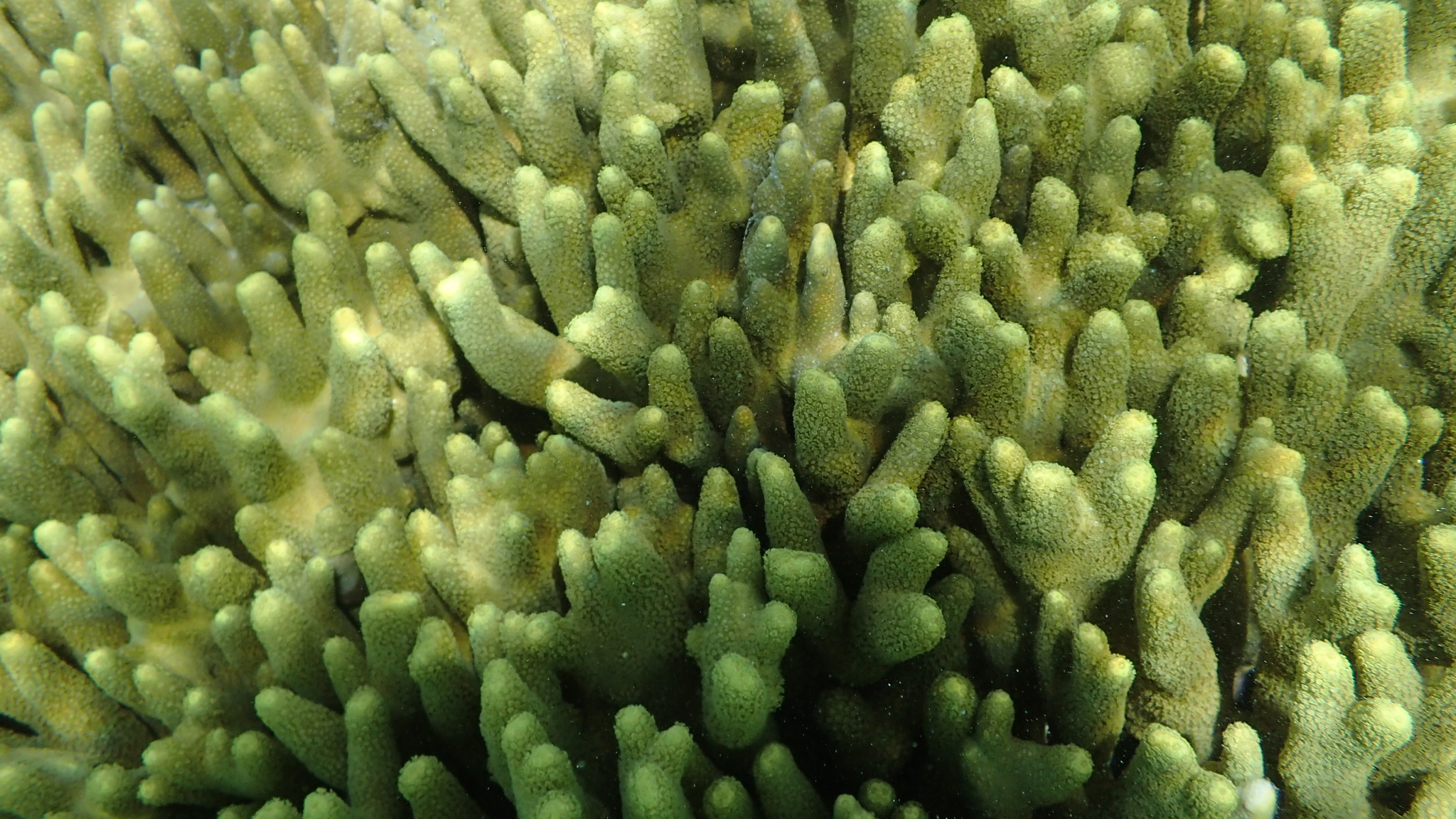 Porites cylindrica Dana, 1846