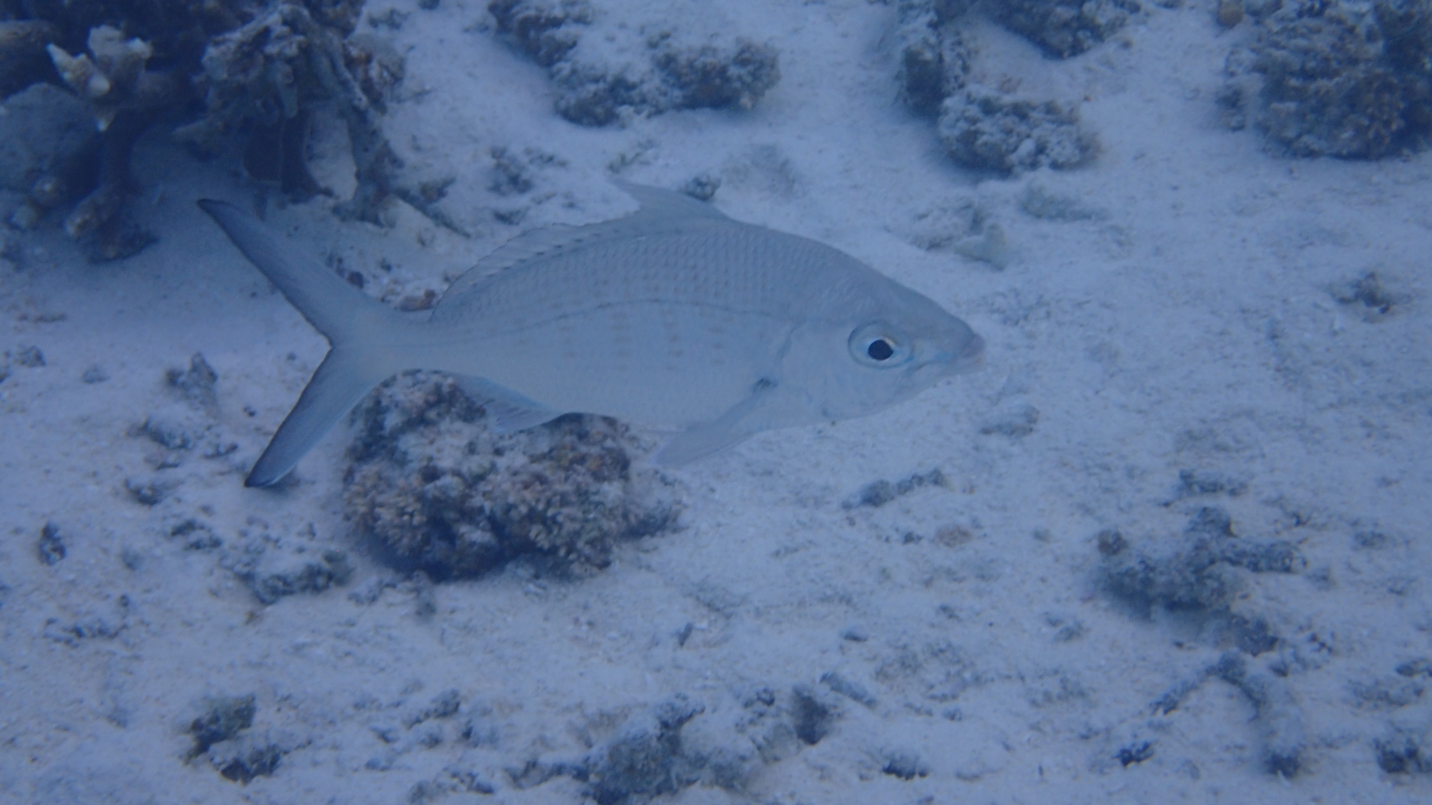 Gerres longirostris (Lacepède, 1801)