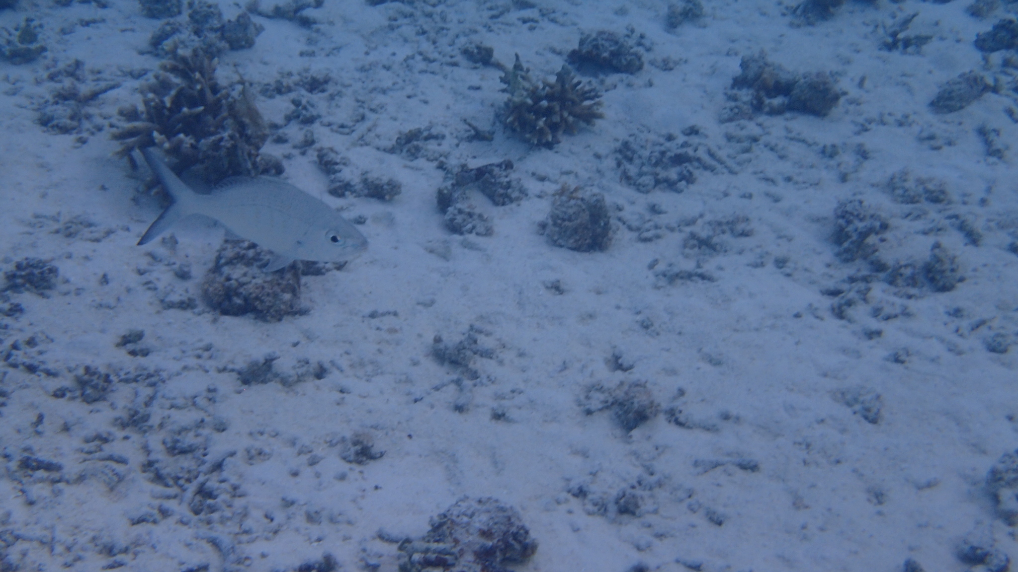 Gerres longirostris (Lacepède, 1801)