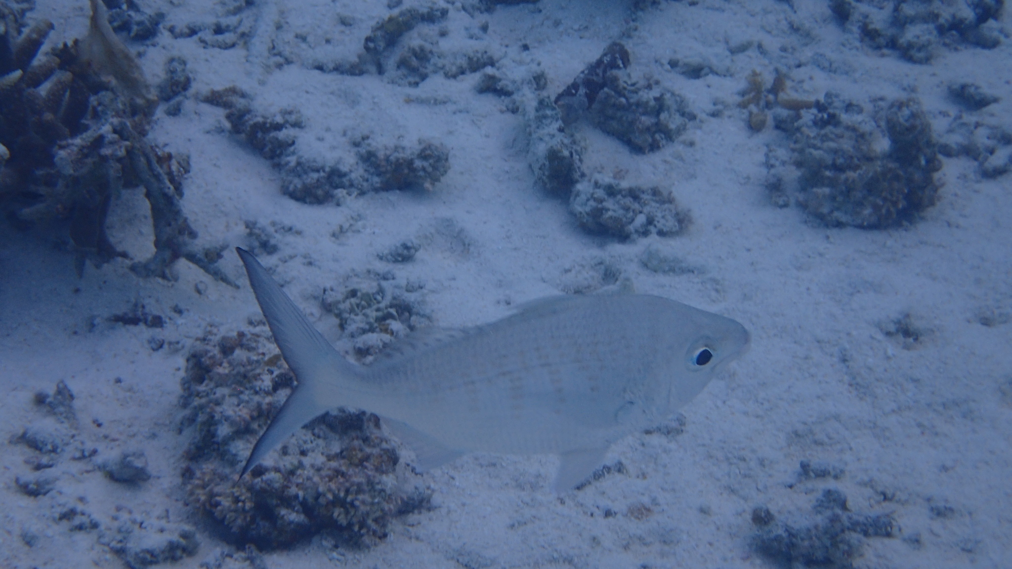 Gerres longirostris (Lacepède, 1801)