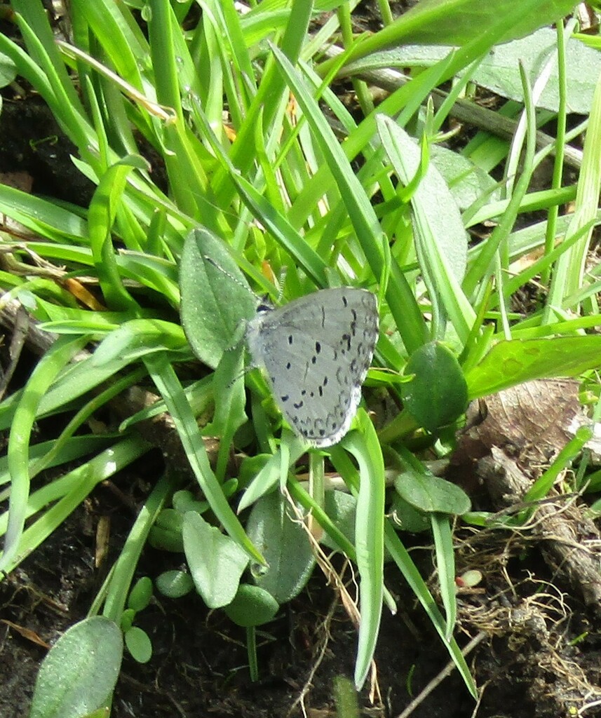 Summer Azure from Newport, RI, USA on April 15, 2023 at 12:00 PM by ...