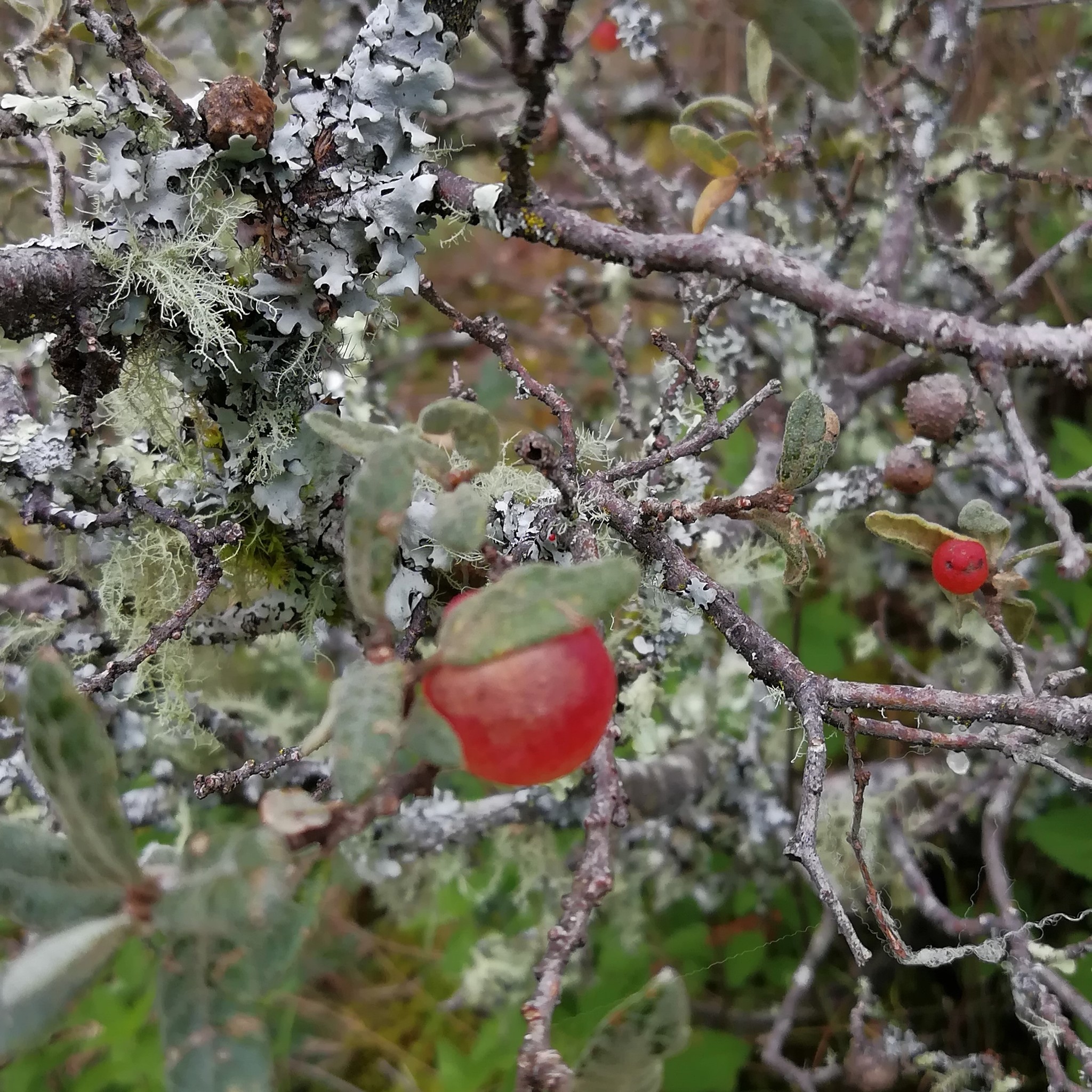 Quercus microphylla Née