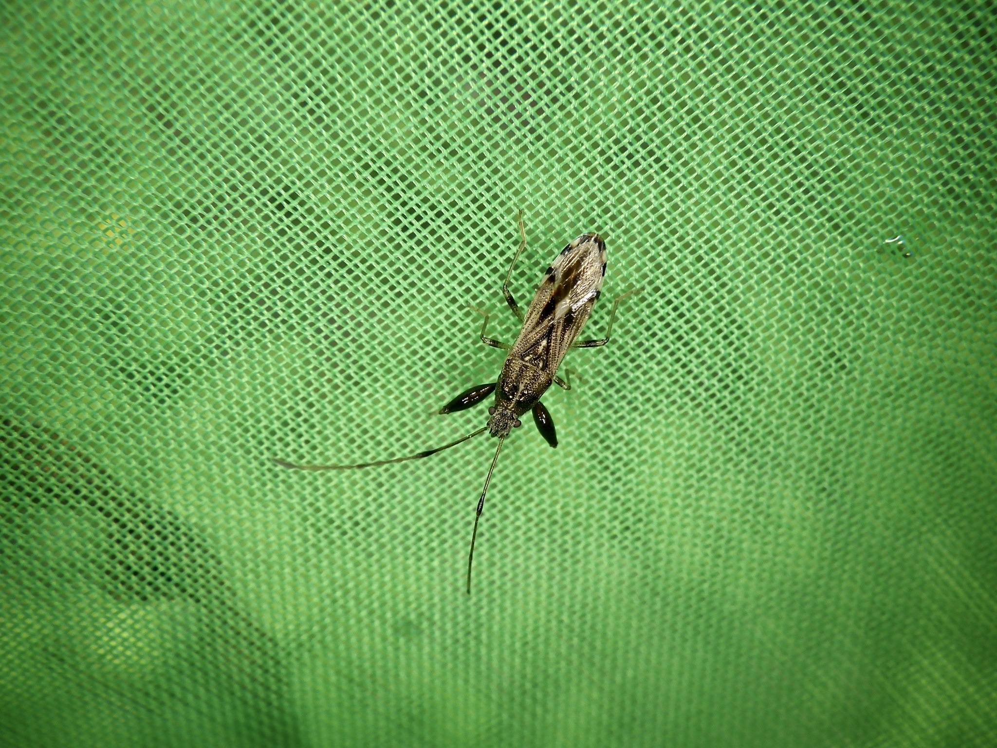 Pachygrontha similis Uhler, 1896