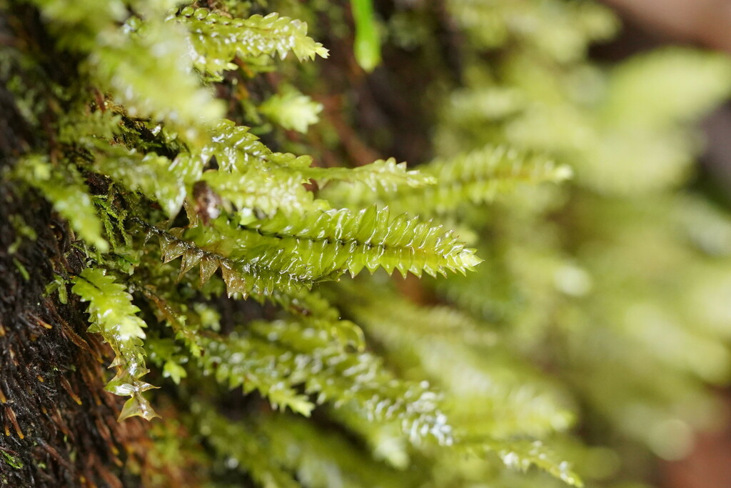 quill moss from Healesville VIC 3777, Australia on April 13, 2023 at 10 ...