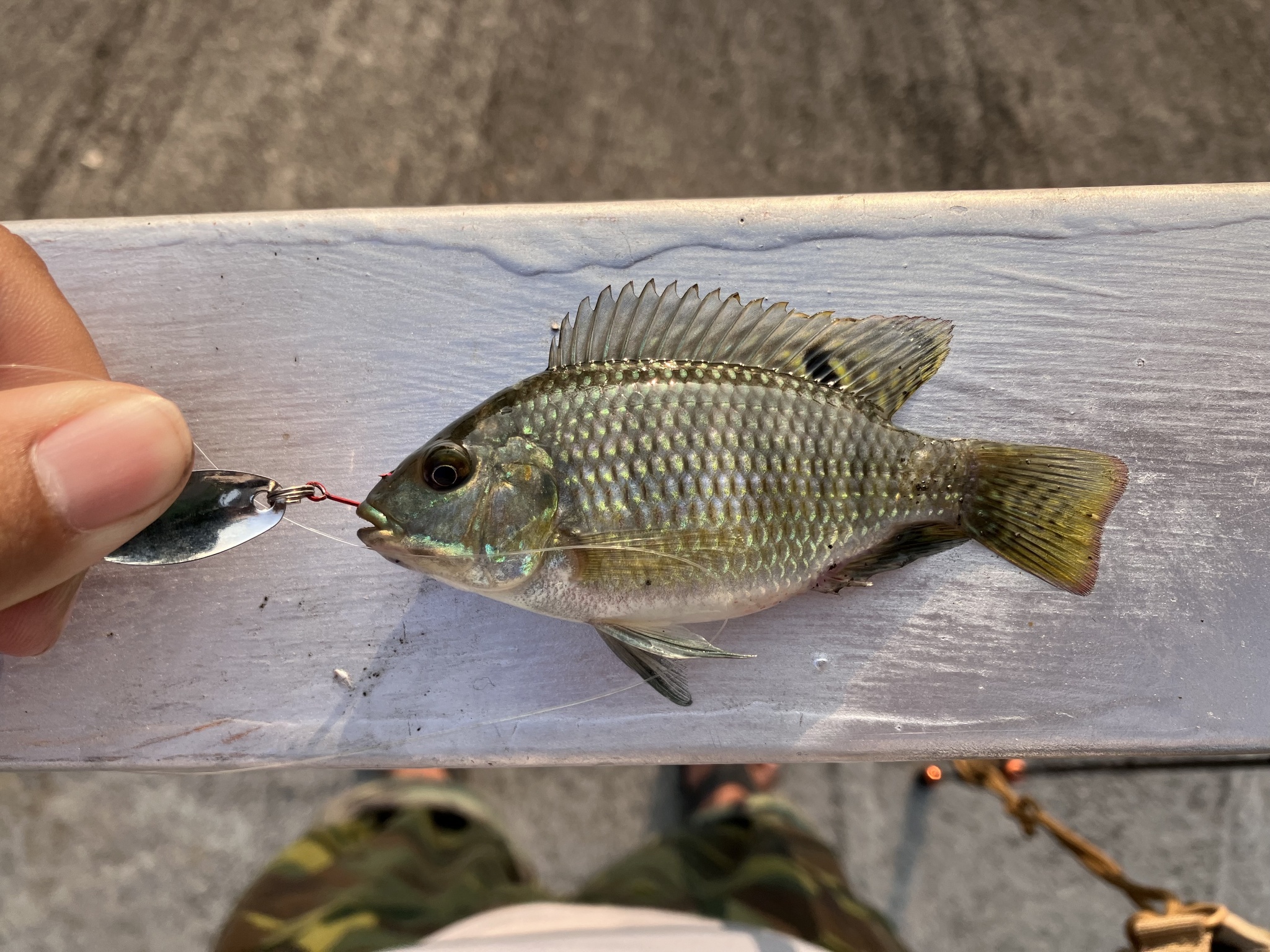 Coptodon zillii (Gervais, 1848)