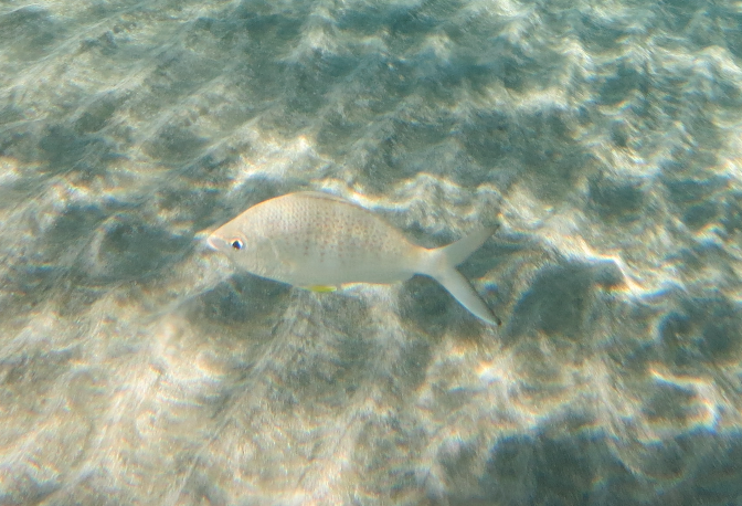 Gerres longirostris (Lacepède, 1801)