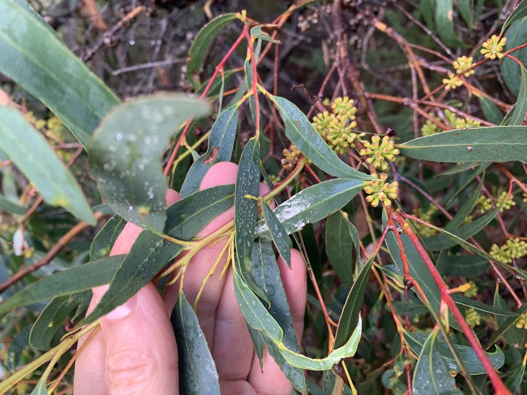 South Gippsland Peppermint from Cape Liptrap Coastal Park, Walkerville ...