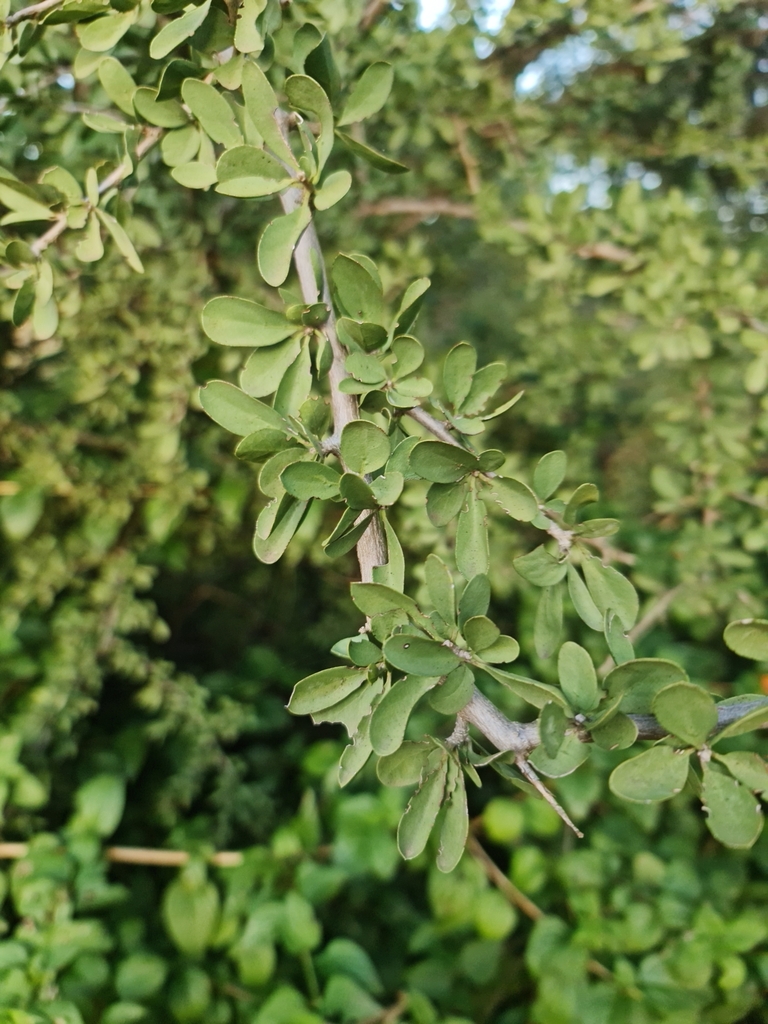 Cape-Lilac from Carletonville, 2499, South Africa on April 15, 2023 at ...