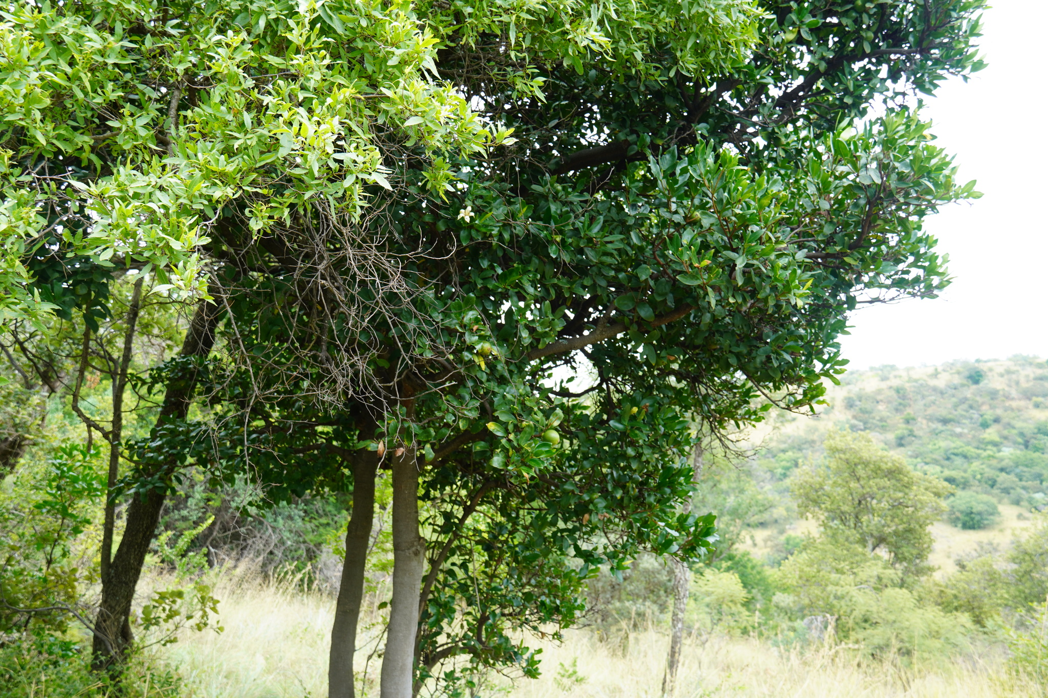 Rothmannia capensis Thunb.