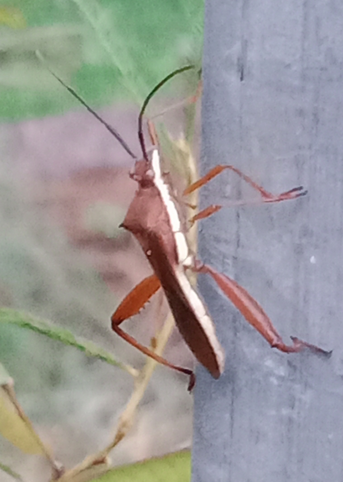 Riptortus linearis (Fabricius, 1775)