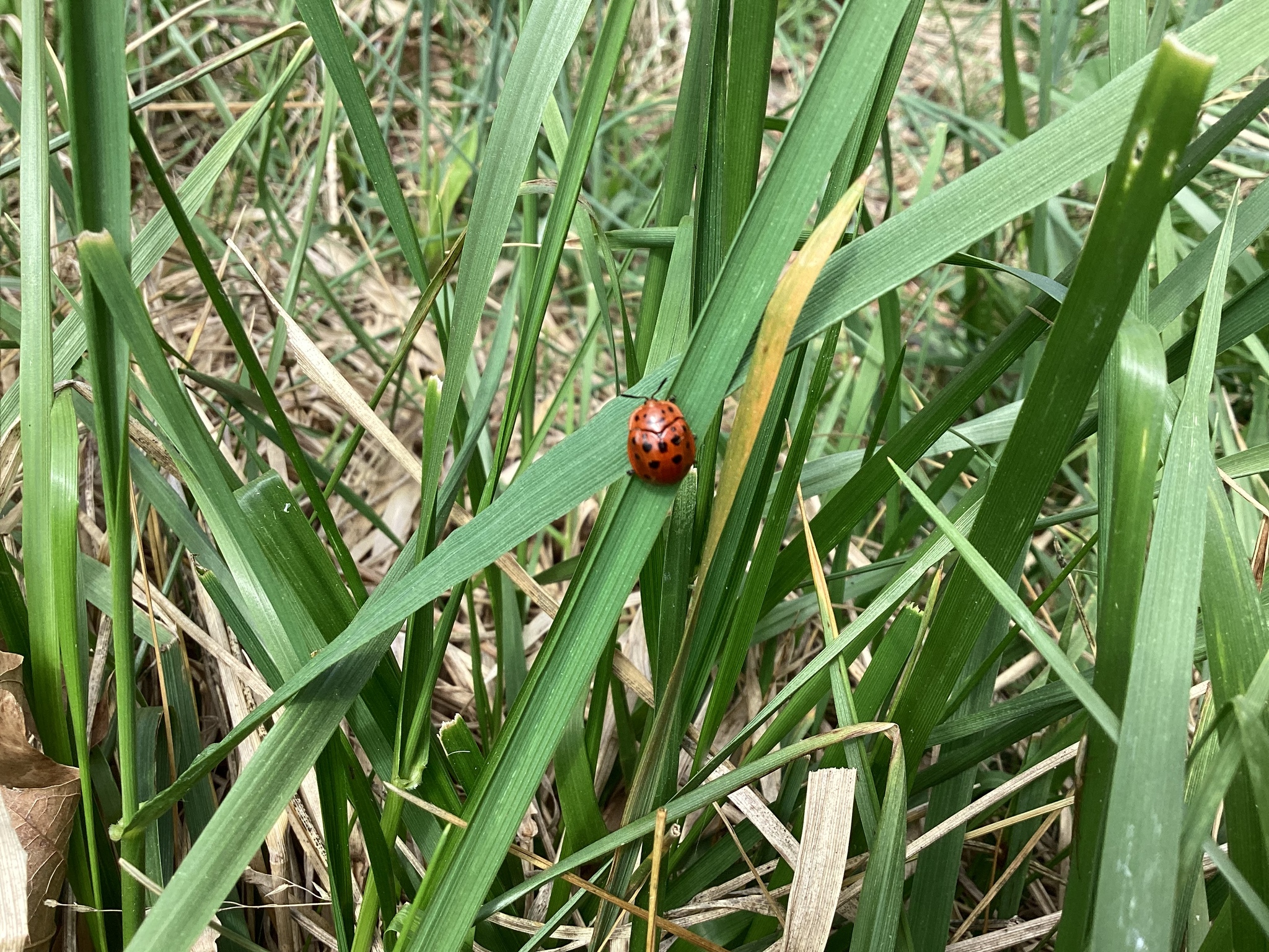 Chelymorpha cassidea (Fabricius, 1775)
