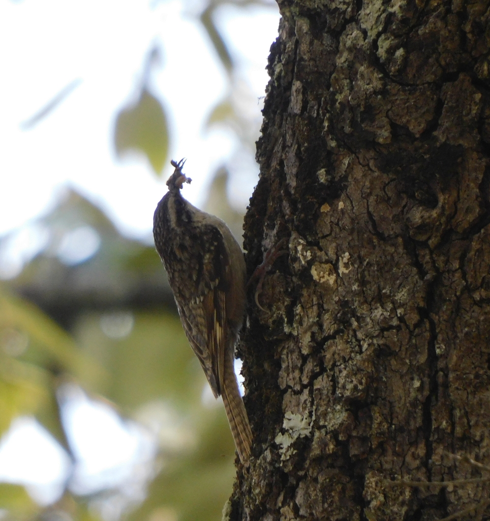 Certhia himalayana himalayana from Satkhol, Uttarakhand 263138, India ...