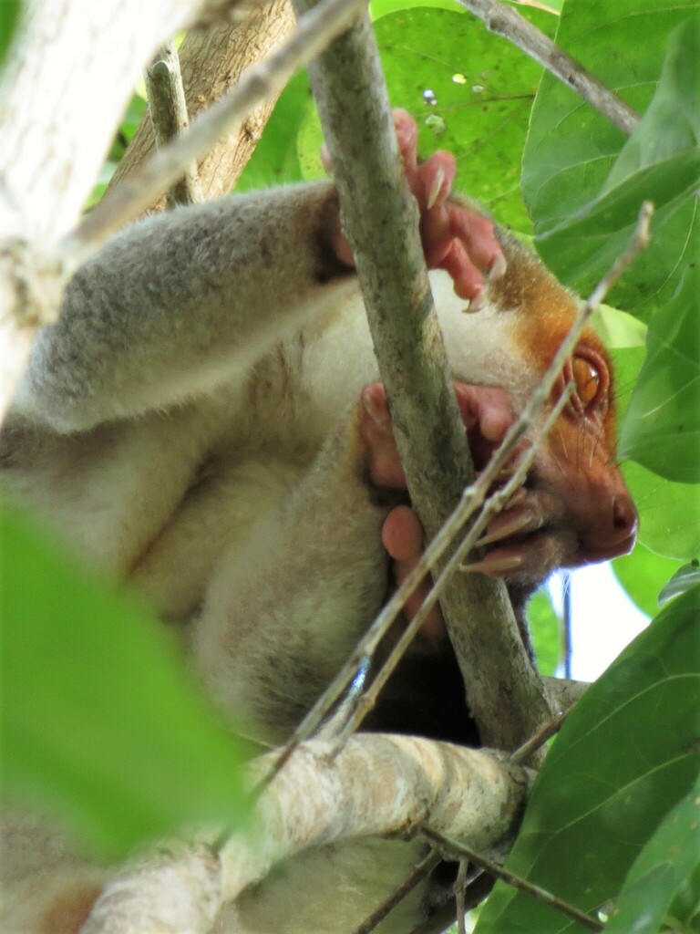 Waigeo Cuscus in April 2023 by joseluisblazquez · iNaturalist