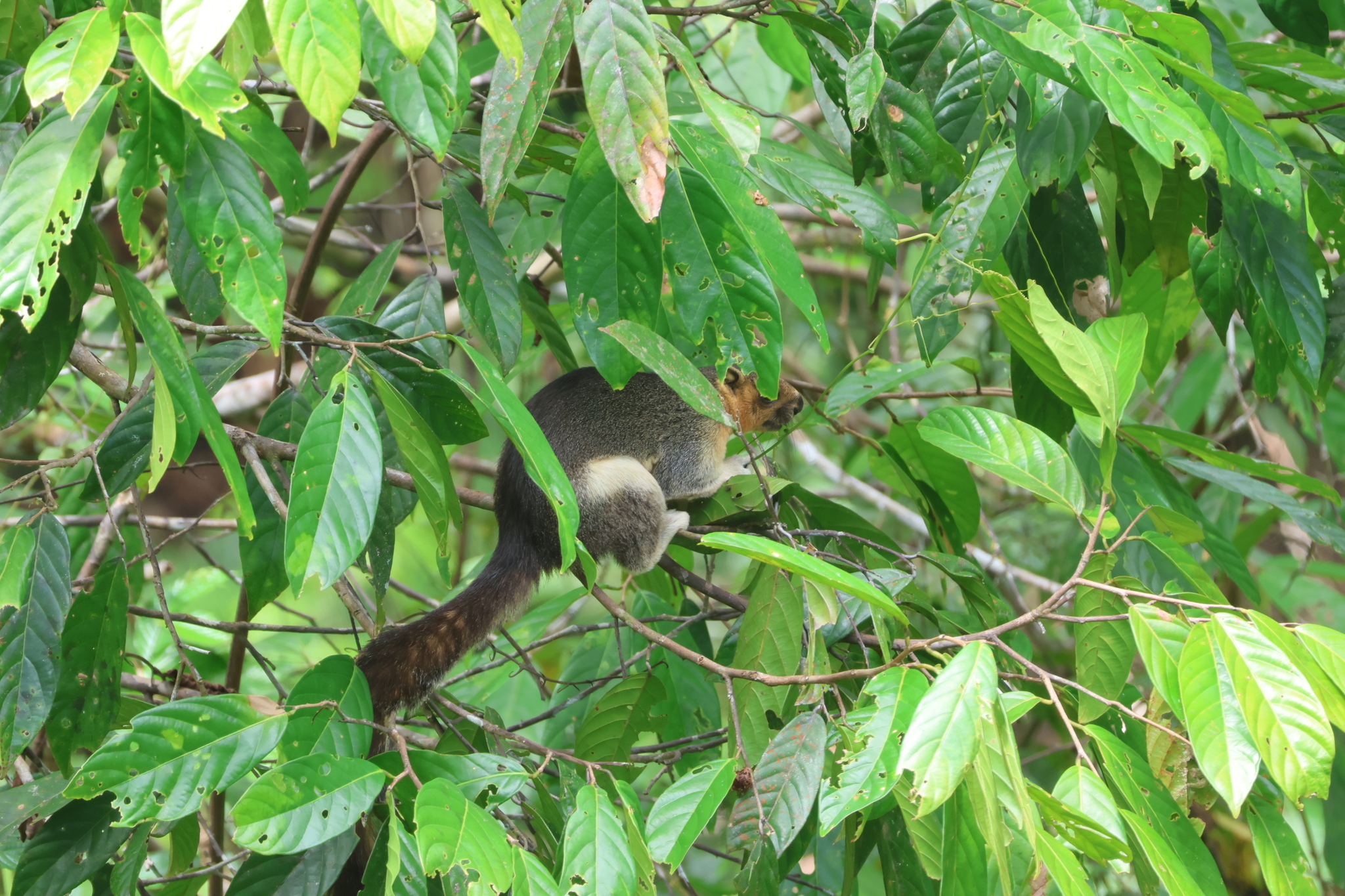 Ratufa affinis (Raffles, 1821)