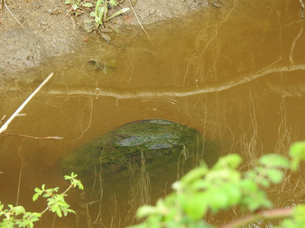 Common Snapping Turtle from Chester County, PA, USA on April 15, 2023 ...