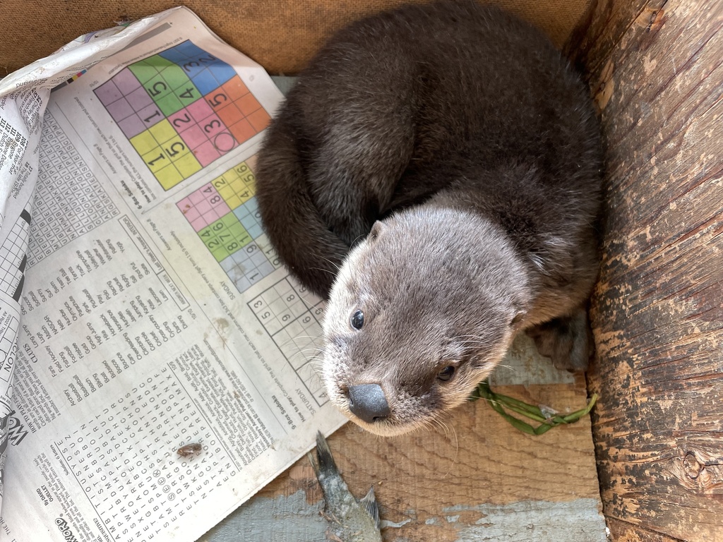 North American River Otter from Morrow St, Guntersville, AL, US on ...